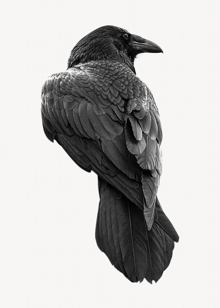 Raven bird isolated design | Free Photo - rawpixel