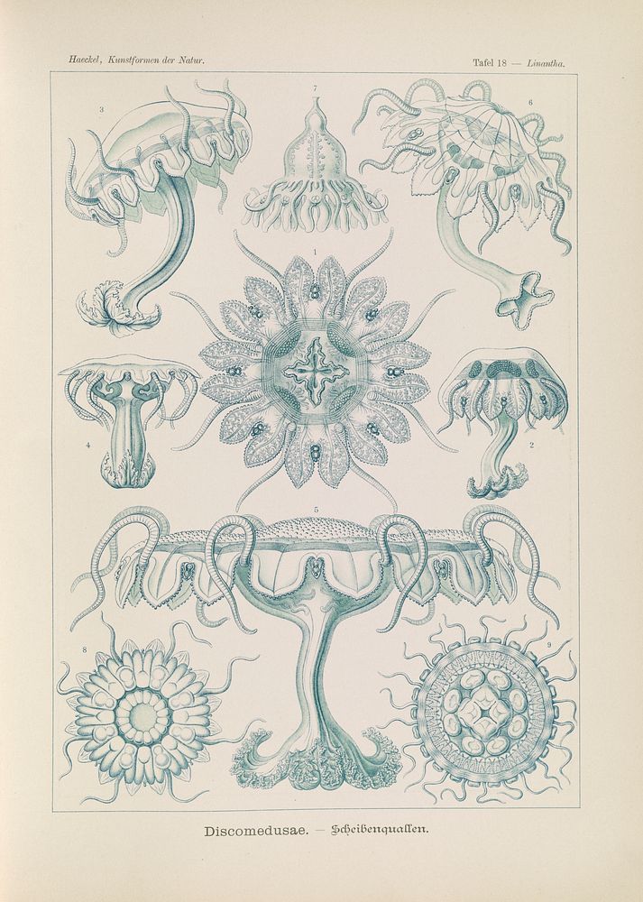 Marine life illustration from Kunstformen | Free Photo - rawpixel