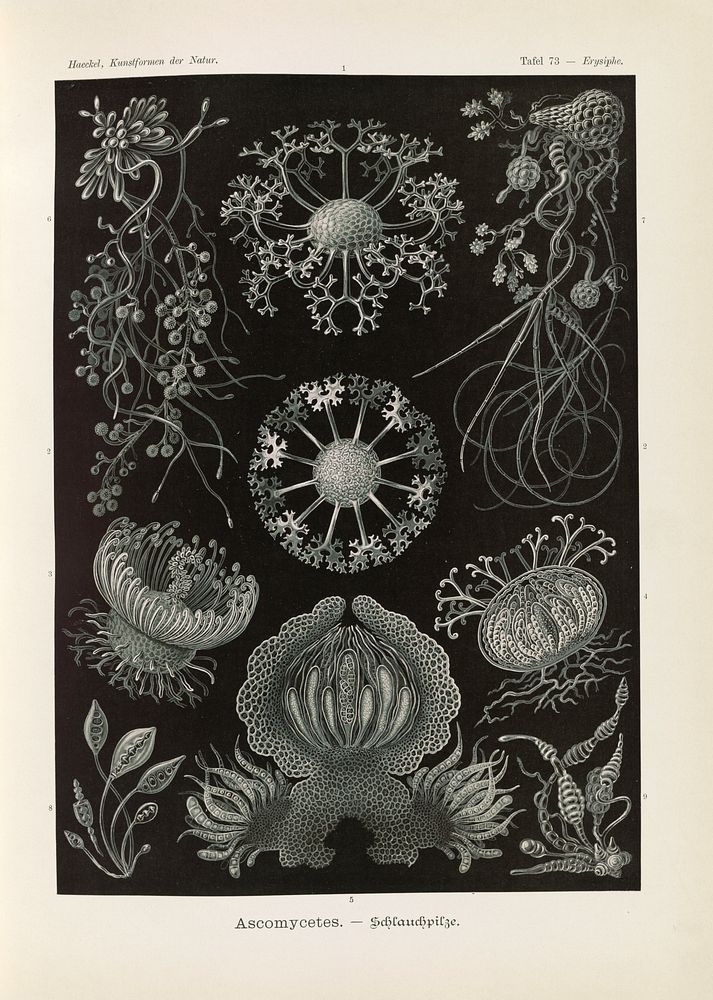 Marine life illustration Kunstformen der | Free Photo - rawpixel