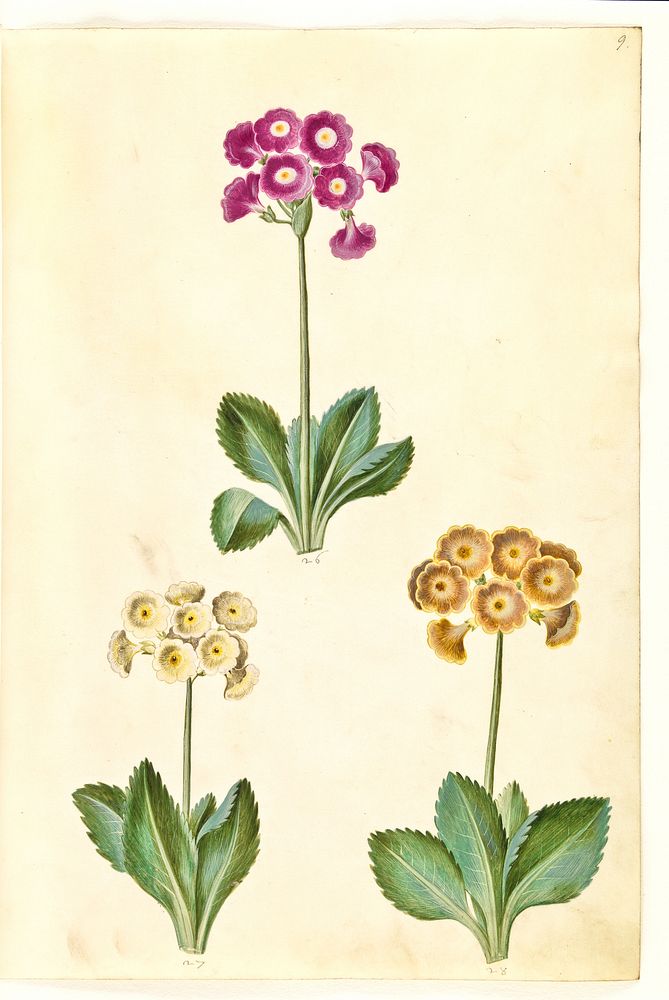 Primula pubescens garden Auricle Maria Free Photo Illustration primula-pubescens-garden-auricle-maria-free-photo-illustration