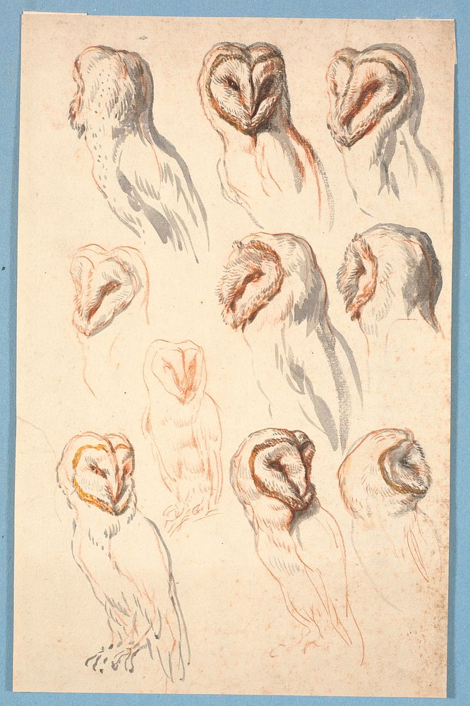 Ten studies an owl Marcus | Free Photo - rawpixel