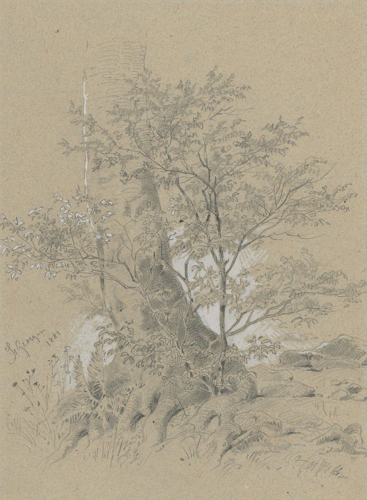 Study of an oak trunk | Free Photo Illustration - rawpixel