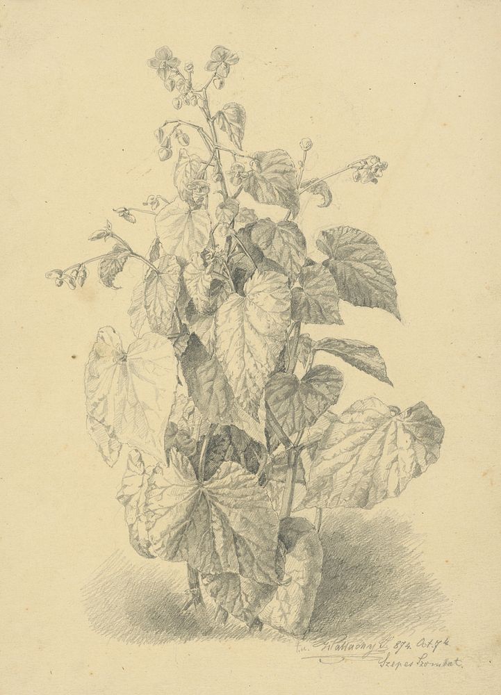 Study of a flower | Free Photo Illustration - rawpixel