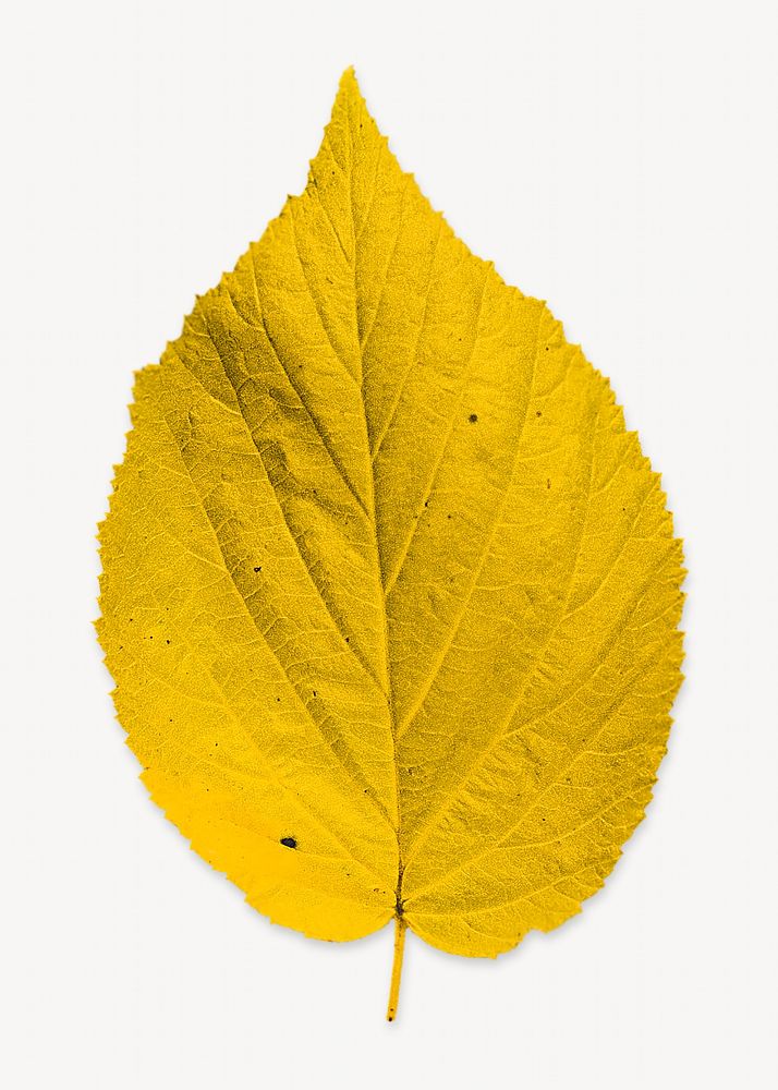 Yellow autumn leaf isolated design | Free Photo - rawpixel