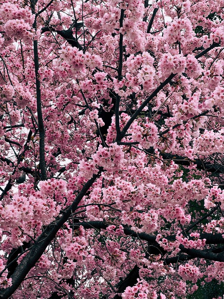 Blooming Cherry Blossom (Sakura) Tree | Free Photo - rawpixel