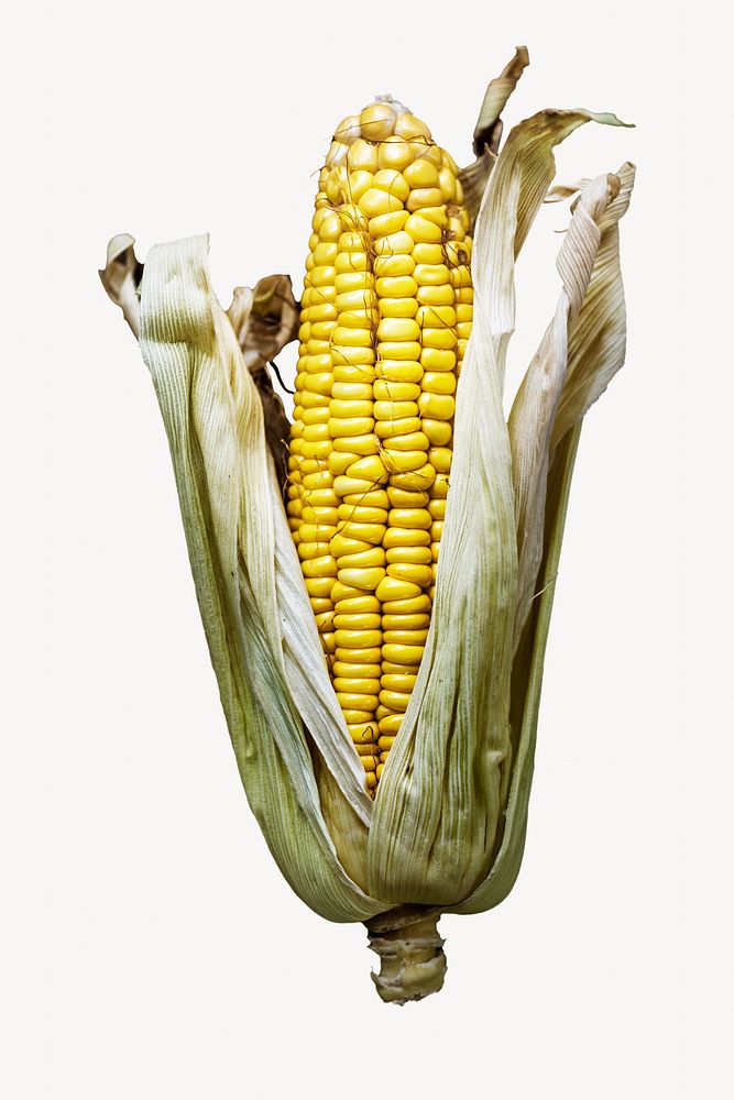 Sweetcorn cob collage element | Premium Photo - rawpixel