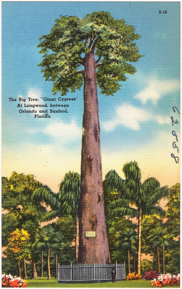 big tree, "Giant Cypress," Longwood | Free Photo - rawpixel