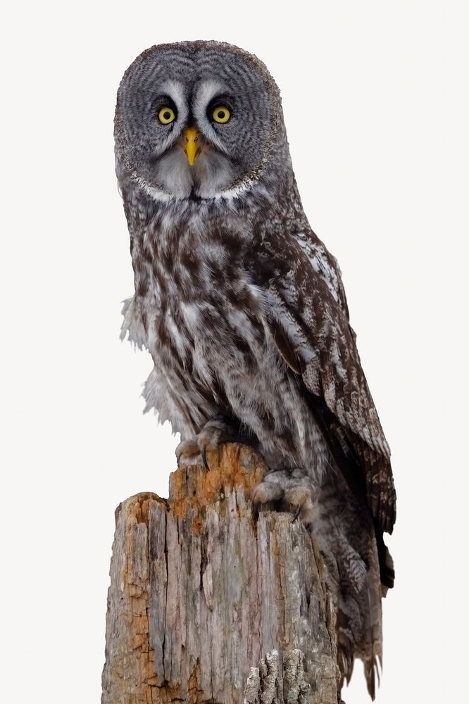 Great grey owl collage element | Free Photo - rawpixel