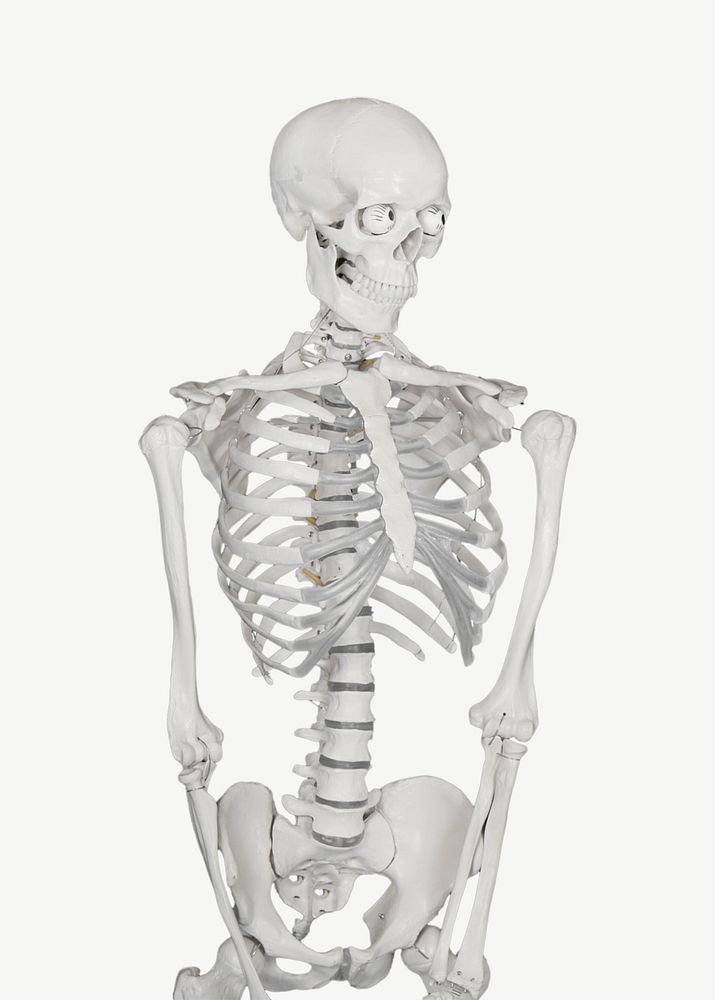 Human skeleton collage element psd | Free PSD - rawpixel