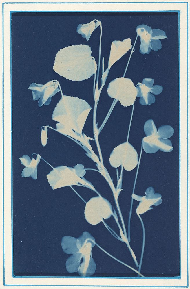 Public Domain Cyanotype TIFF Cc0 Images | Free Photos, PNG Stickers ...