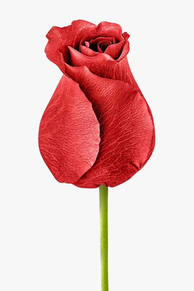 Rose collage element psd | Premium PSD - rawpixel