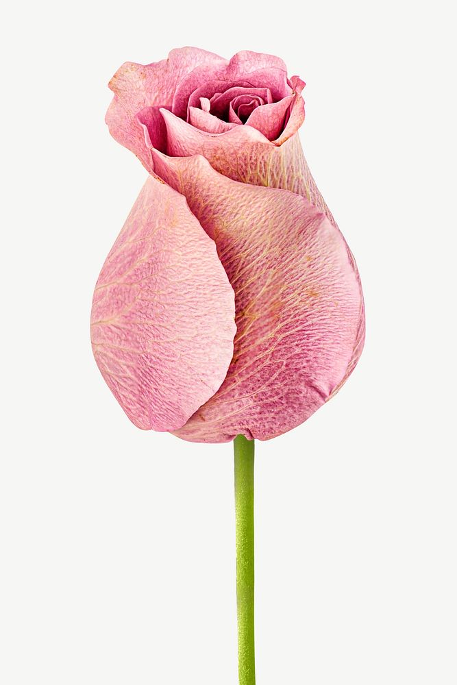 Romantic pink rose collage element | Free PSD - rawpixel