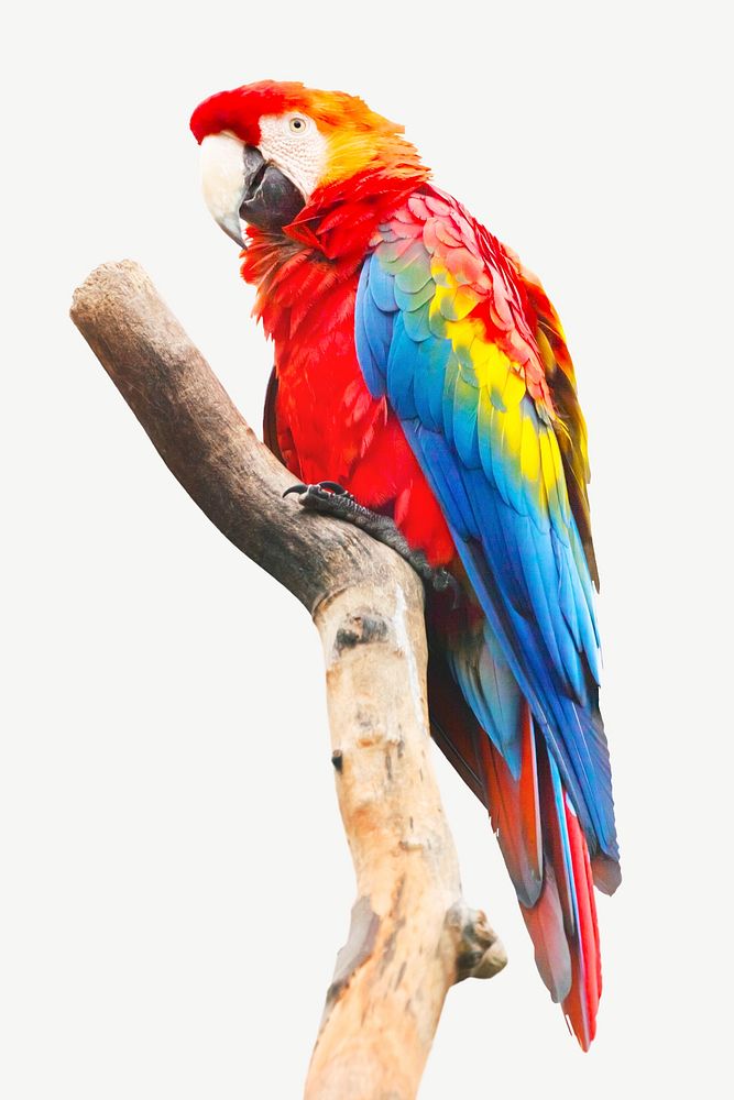 Colorful macaw design element psd | Free PSD - rawpixel