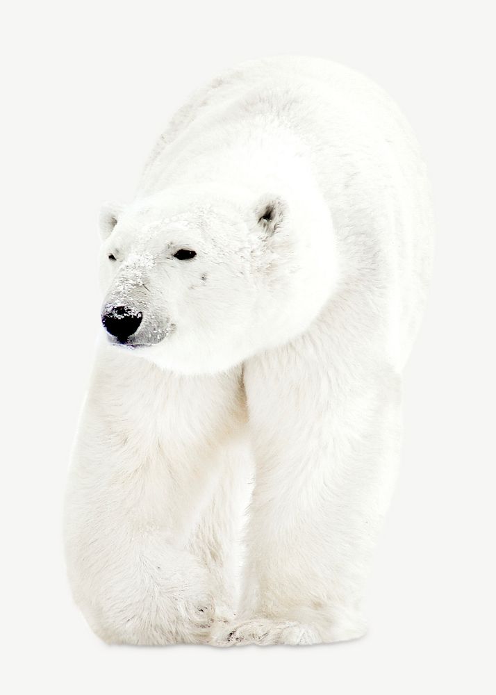 Polar bear psd isolated design | Free PSD - rawpixel