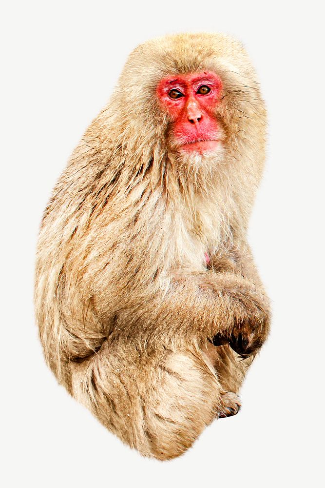 Snow monkey psd isolated design | Free PSD - rawpixel