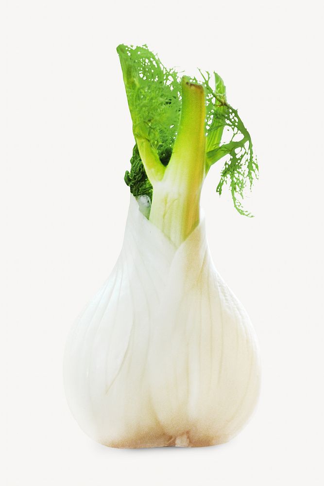 Fennel image on white design | Free Photo - rawpixel