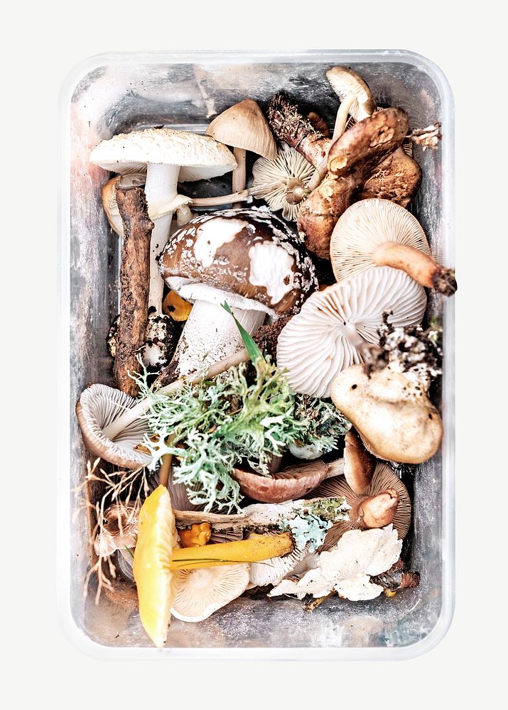 Natural fungi mushrooms vegetable psd | Premium PSD - rawpixel