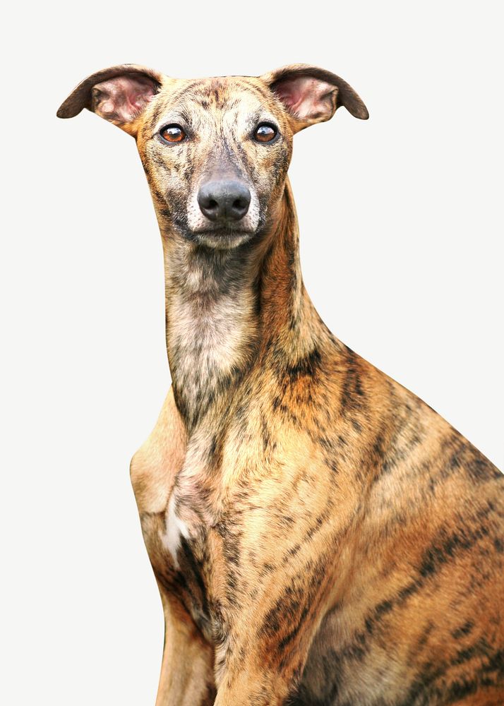 Greyhound dog collage element psd | Free PSD - rawpixel