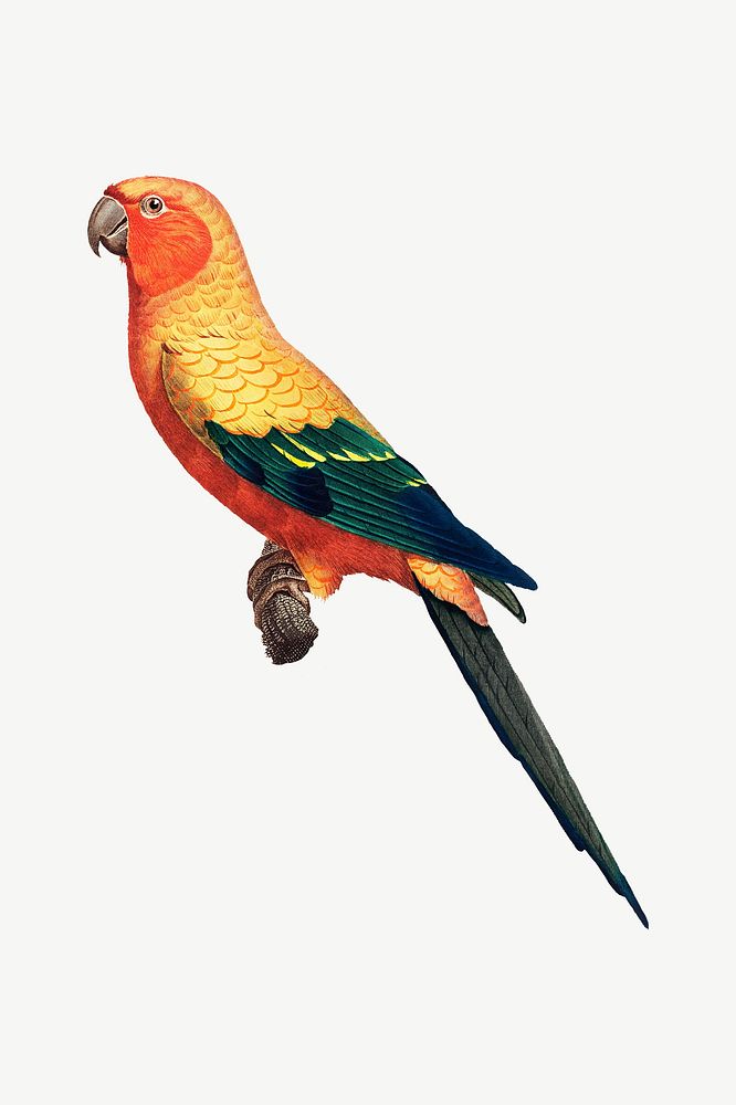 Colorful parrot illustration collage element | Premium PSD - rawpixel