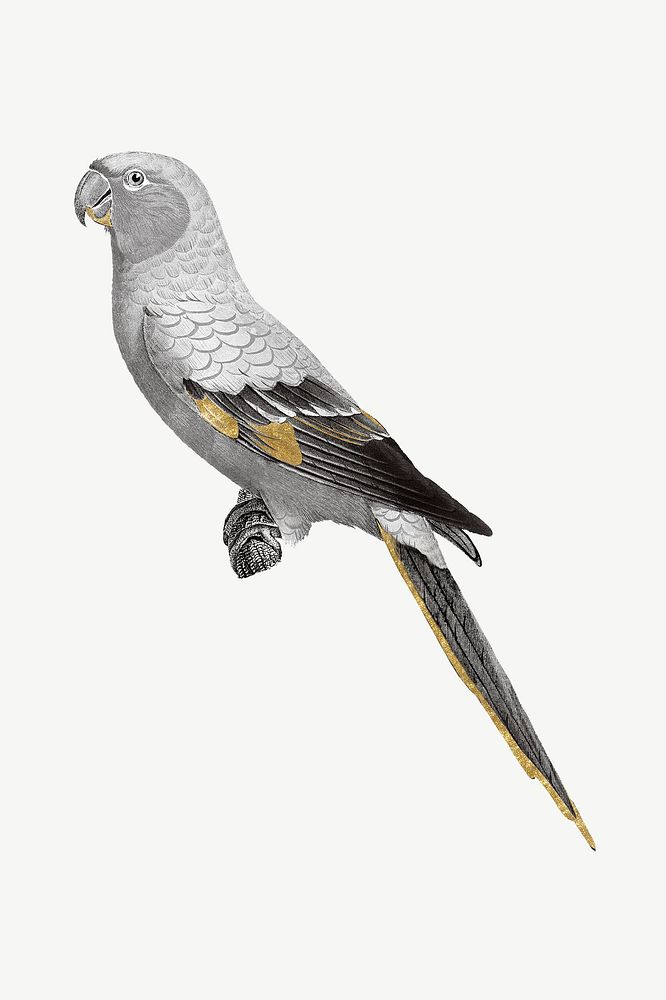 Vintage aesthetic, bird illustration collage | Premium PSD - rawpixel