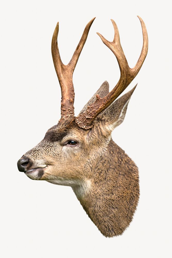 Smiling buck isolated image | Free Photo - rawpixel