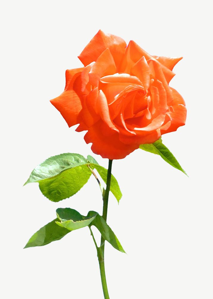 Red rose psd | Premium PSD - rawpixel