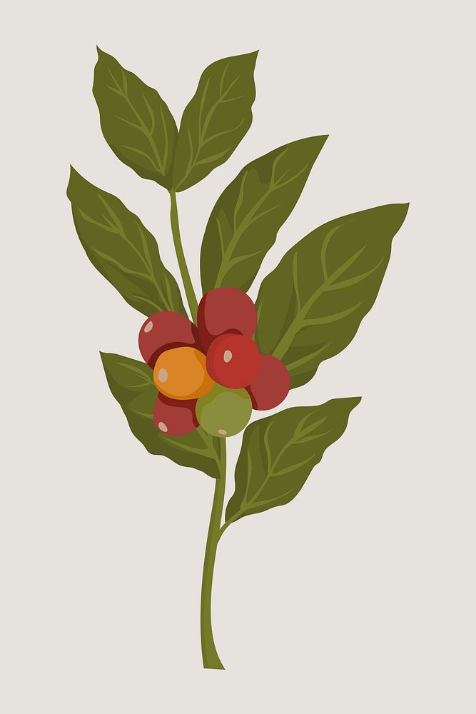 Coffee plant branch illustration psd | Premium PSD - rawpixel