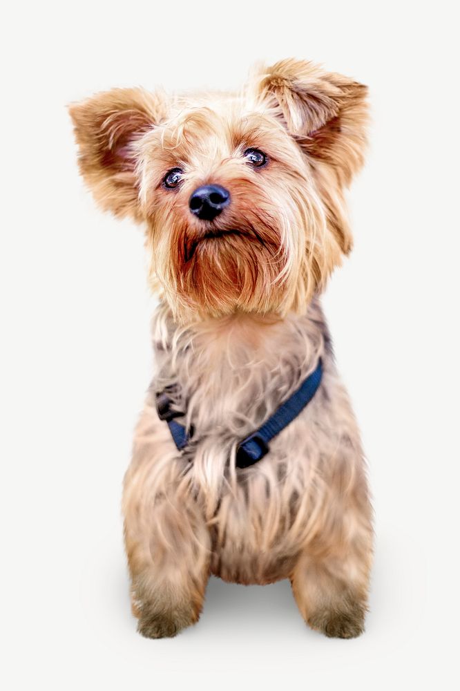 Dog collage element psd | Premium PSD - rawpixel