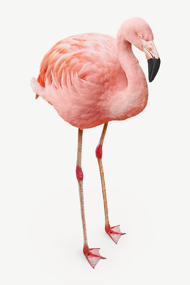 Pink flamingo design element psd | Premium PSD - rawpixel