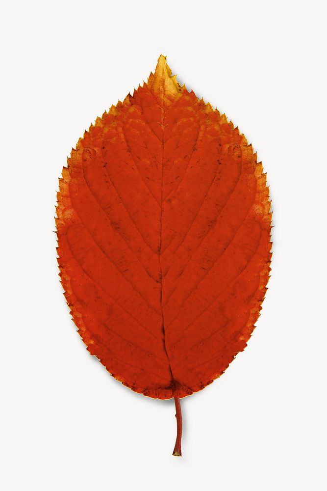 Orange singular autumn leaf | Free Photo - rawpixel