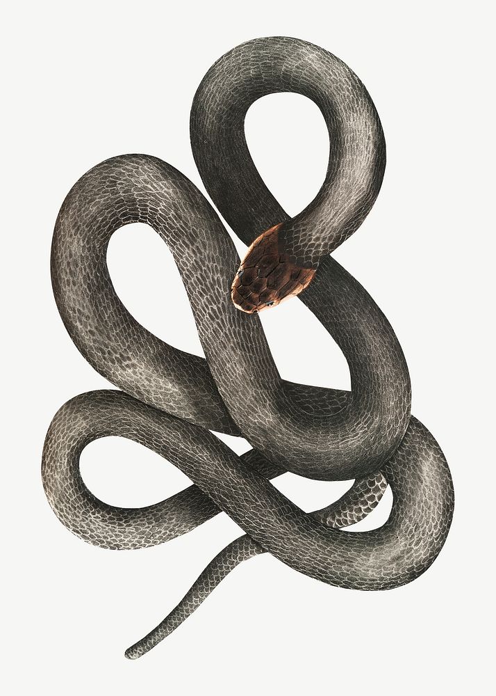 Black cobra snake collage element | Premium PSD - rawpixel