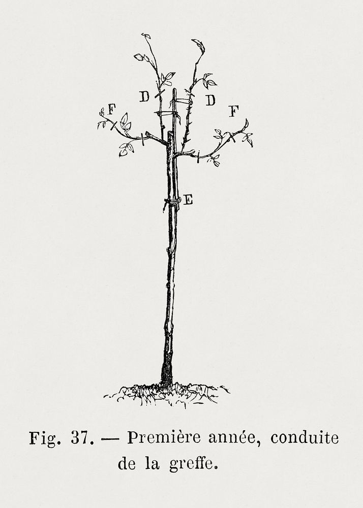 Tree transplant, vintage gardening illustration | Free Photo ...