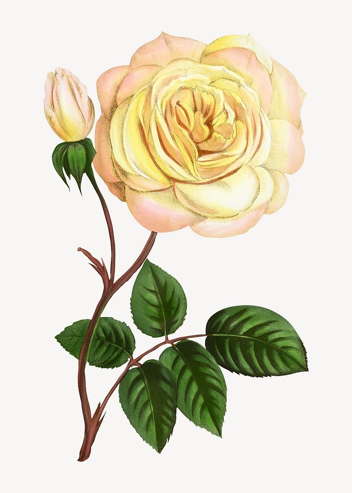 Gradient yellow rose, vintage French | Free Photo Illustration - rawpixel