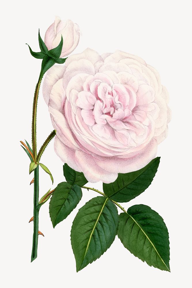 Light pink rose, French flower | Free Photo Illustration - rawpixel
