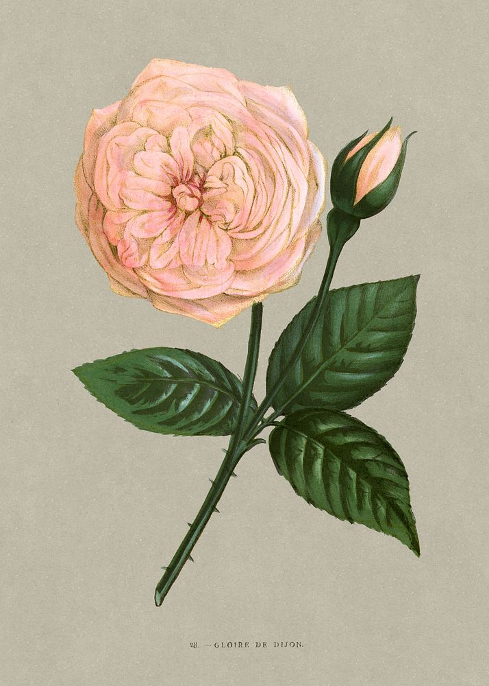 Glory Dijon rose, vintage flower | Free Photo Illustration - rawpixel