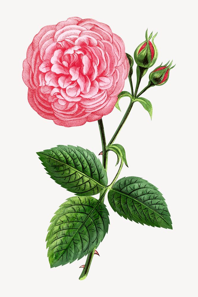 Pink rose, French flower vintage | Free Photo Illustration - rawpixel