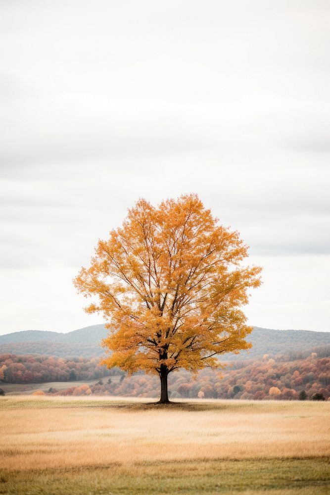 Tree outdoors nature autumn. | Premium Photo - rawpixel