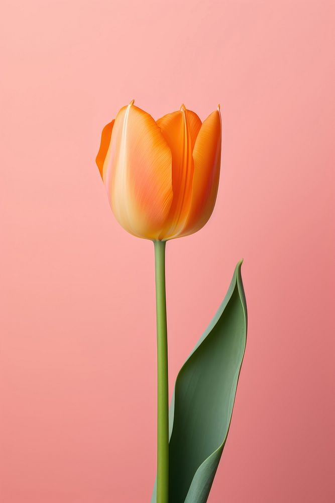 Tulip flower plant inflorescence. | Premium Photo - rawpixel