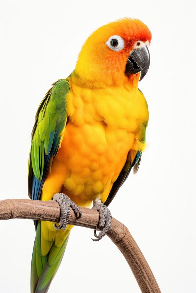 Sun Conure parrot animal bird. | Free Photo - rawpixel