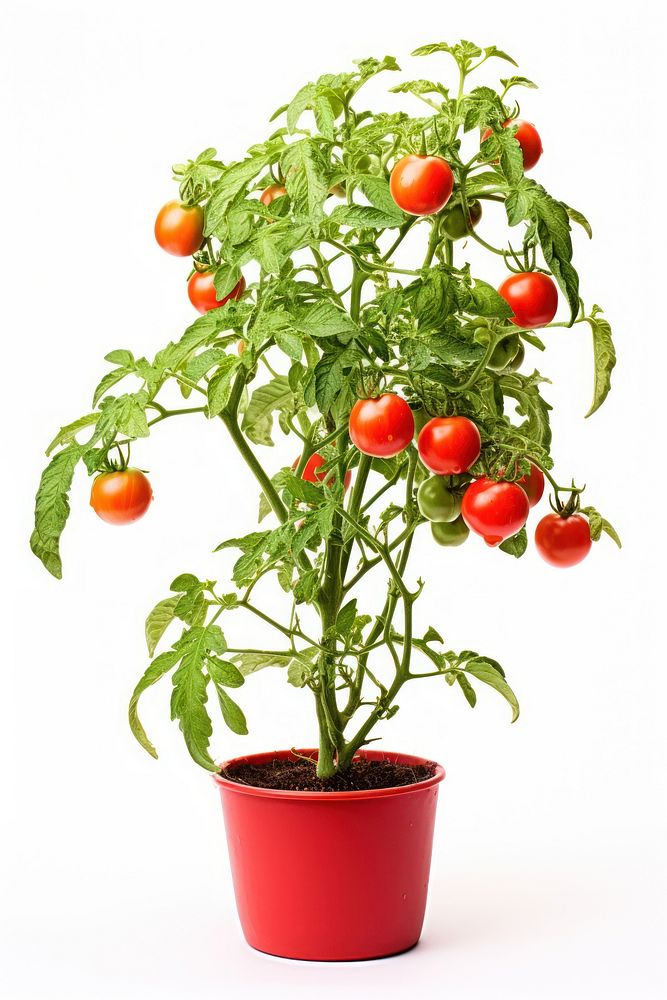 Tomato plant vegetable fruit. AI | Premium Photo - rawpixel