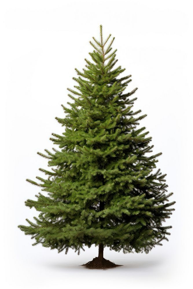 Christmas tree plant pine fir. | Free Photo - rawpixel