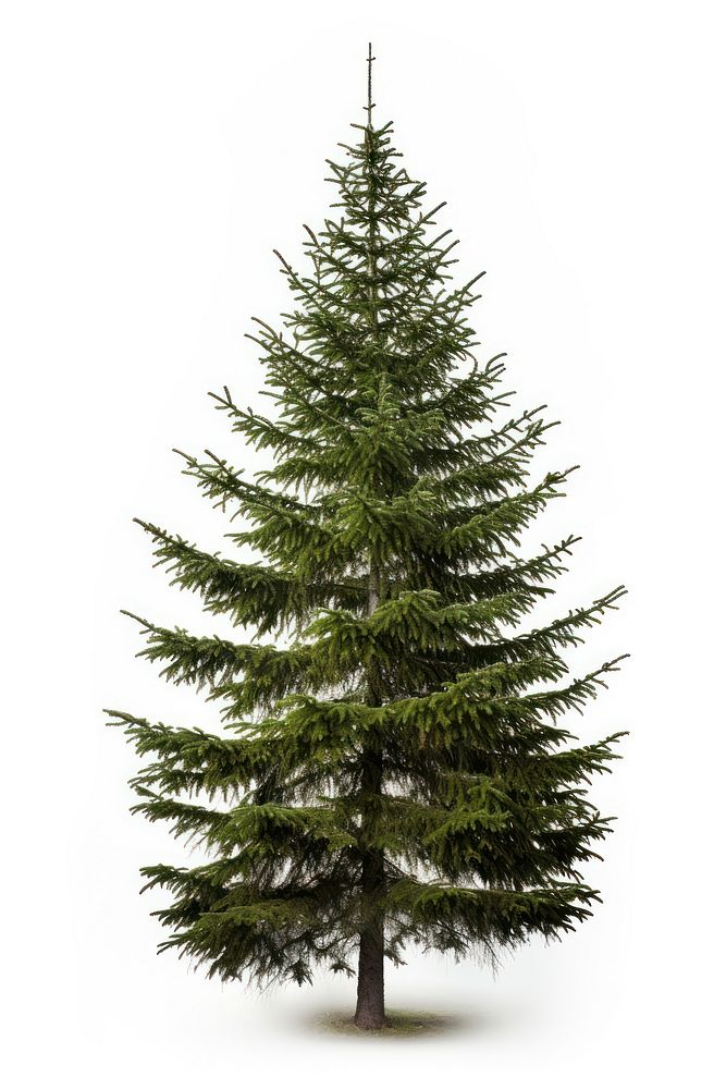 Plant tree pine fir. | Free Photo - rawpixel