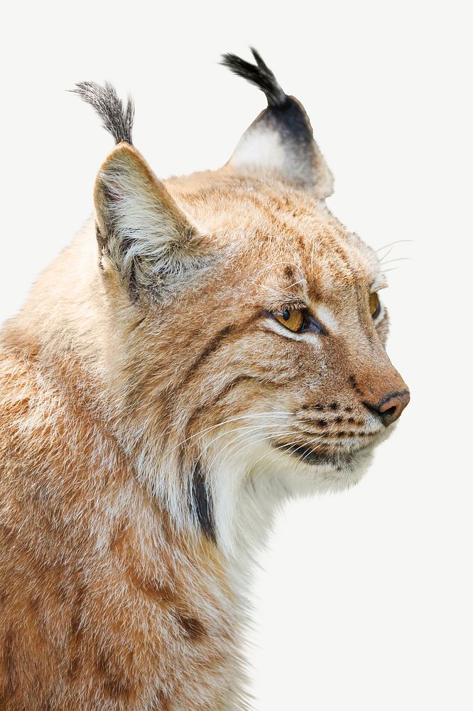Lynx wild cat, pet animal | Premium PSD - rawpixel