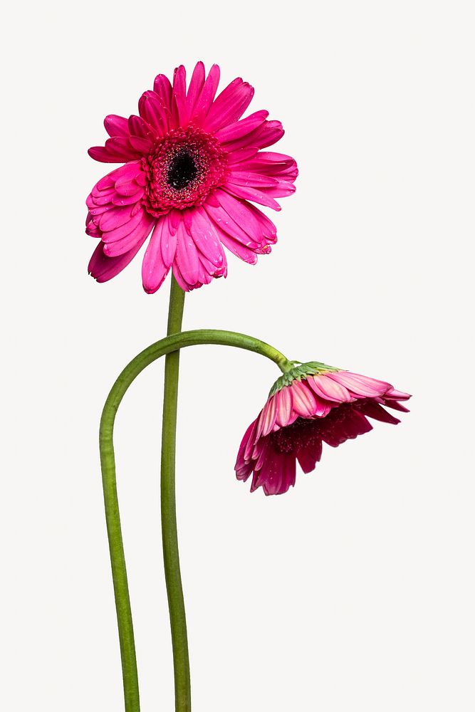 Gerbera flowers isolated design | Premium Photo - rawpixel