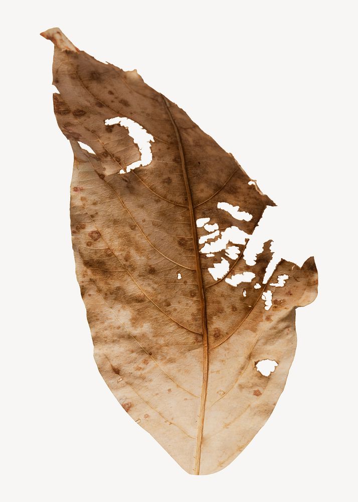 Dried leaf isolated design | Premium Photo - rawpixel