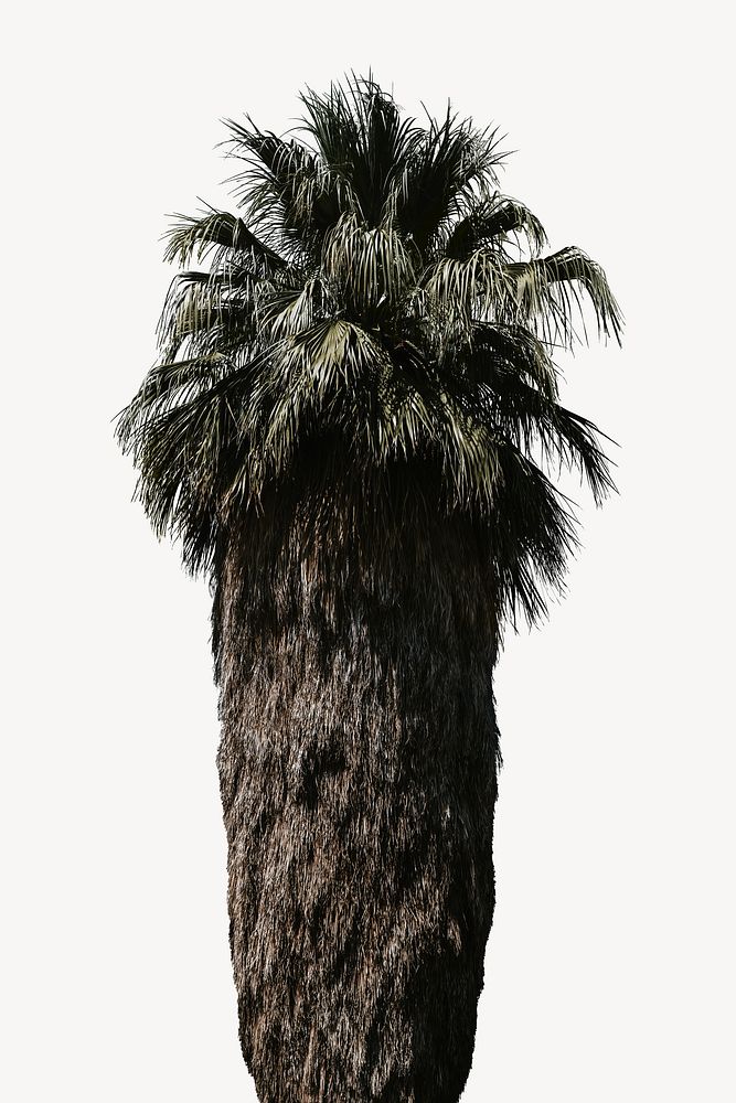 Palm tree, isolated image | Premium Photo - rawpixel