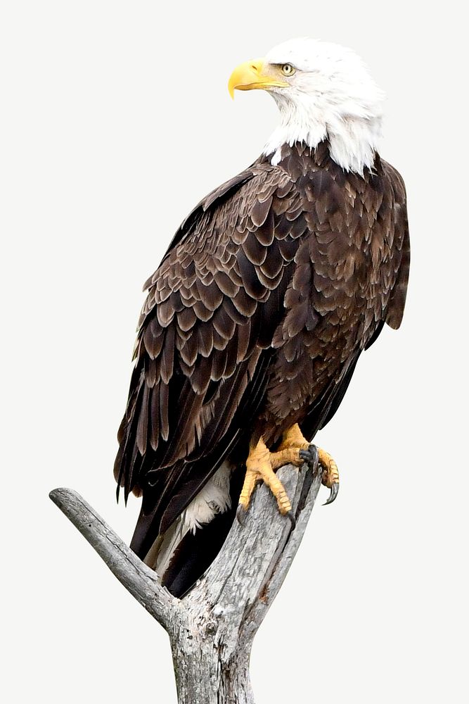 American Bald Eagle collage element | Free PSD - rawpixel