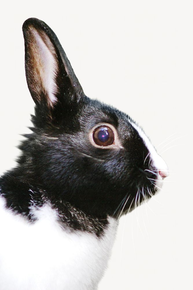 Cute rabbit isolated image | Free Photo - rawpixel