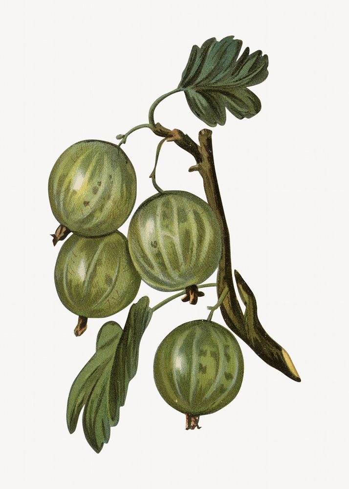 Gooseberry vintage illustration | Premium Photo - rawpixel