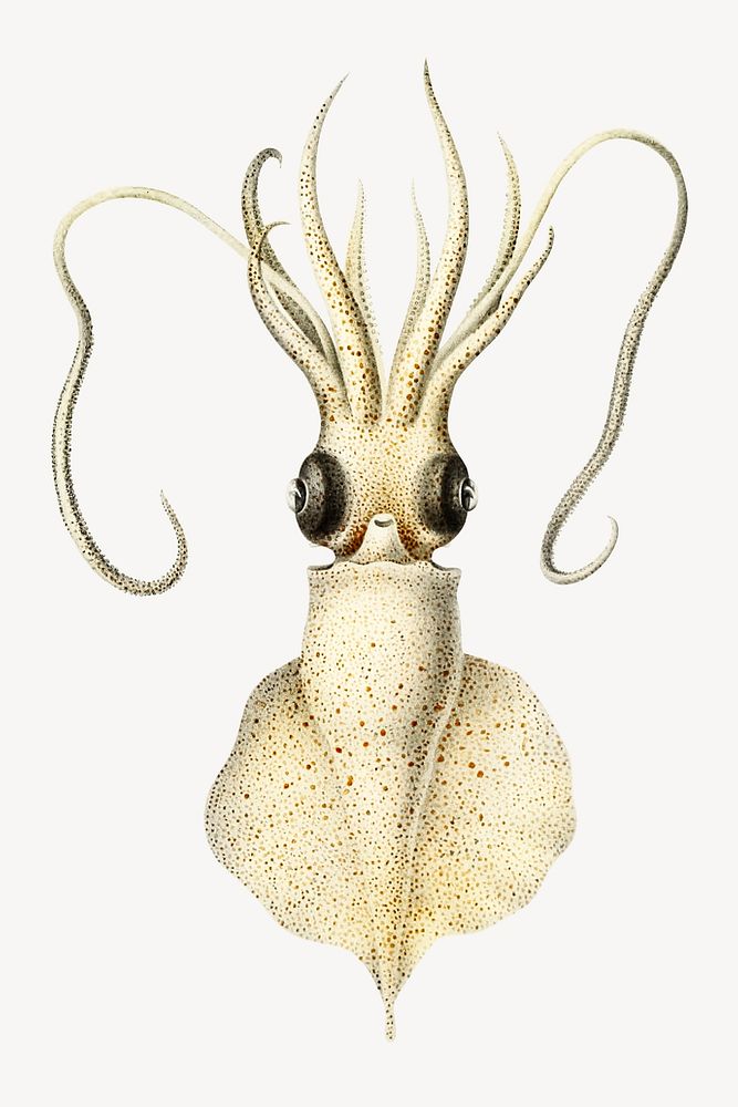 Squid vintage illustration | Premium Photo - rawpixel
